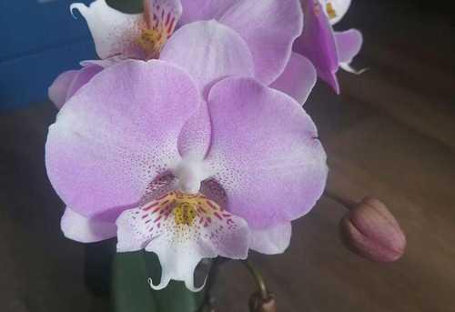 Орхидея Принцесса