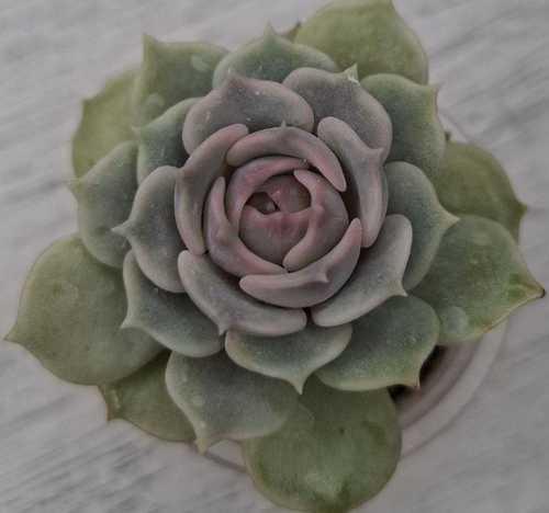 Echeveria Lola и др