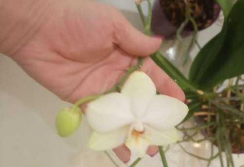 Орхидея фаленопсис 4 шт в одни руки