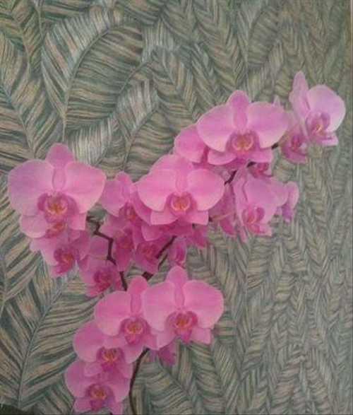 Орхидея Пасадена, пышноцветущая