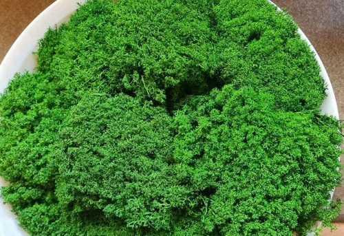 Вечно зеленый натуральный мох для декора стен