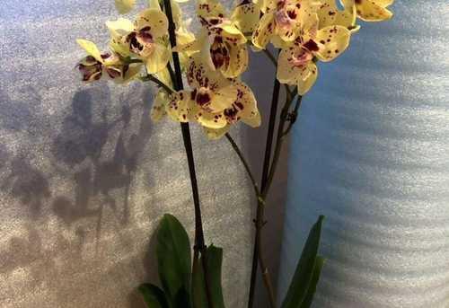 Орхидея фаленопсис альбуфейра бабочка