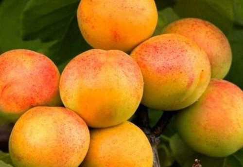 Саженцы абрикоса «Золотой Юбилейный»