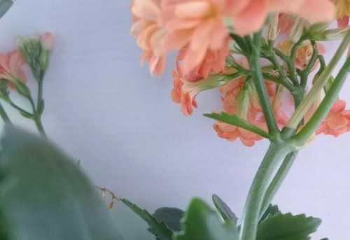 Рассада Каланхоэ: оранжевые цветы
