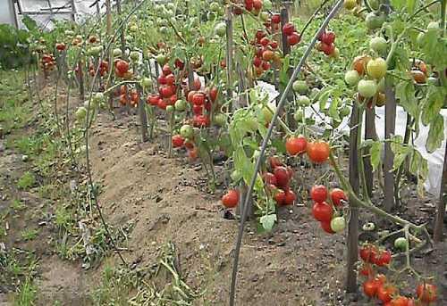 Безрассадные помидоры