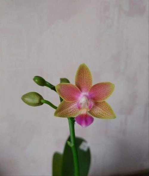 Орхидея фаленопсис Голден сэнд ароматная