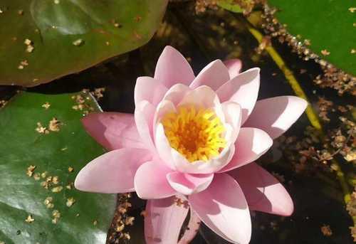 Водяная лилия розовая Marliacea Rosea