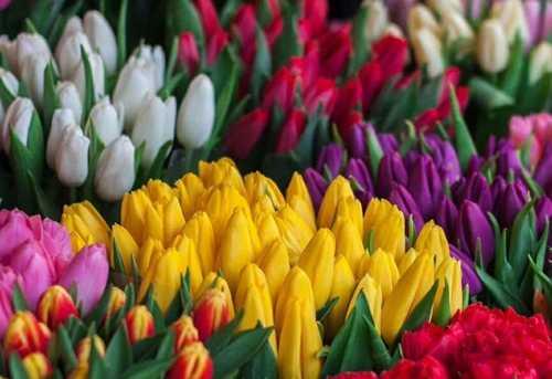 Тюльпаны к 8 марта Оптом/Розница цветы