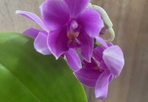 Орхидея фаленопсис Love potion