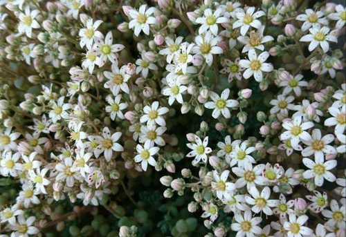 Седум (Очиток) густолистный(Sedum dasyphyllum)