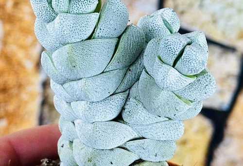 Редкие суккуленты Crassula в ассортименте