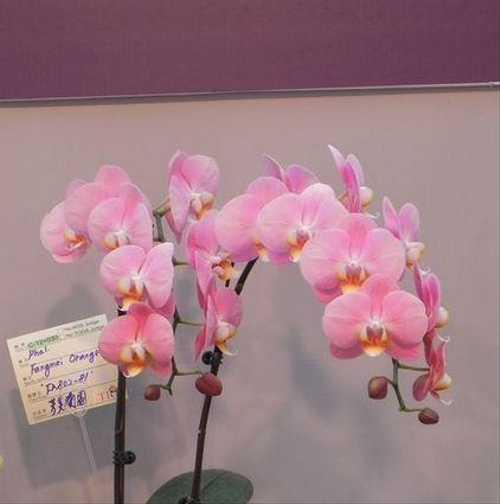 Орхидея Phal. Baby Face FM1319
