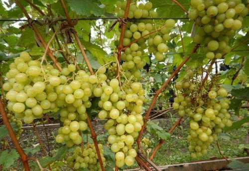Саженцы винограда Алёша