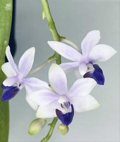 Орхидея фаленопсис, цветущая