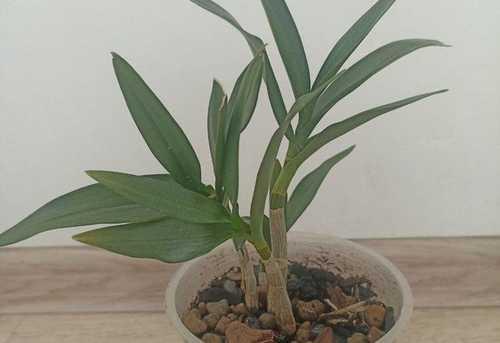 Орхидея Берри Ода