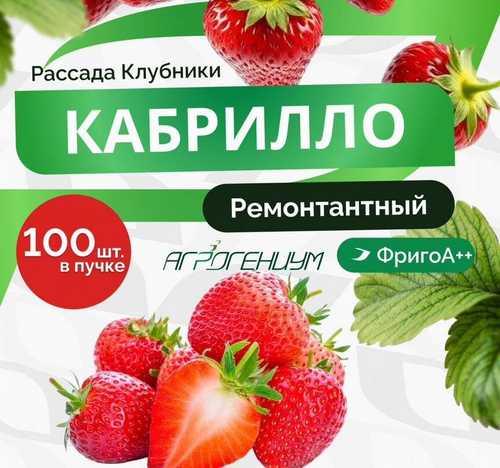 Сорт Кабрилло - Клубника посадочный материал Фриго A   ремонтантная (Арт. kabrillo-frga -16)
