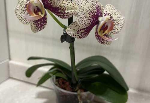 Орхидея фаленопсис Чармер