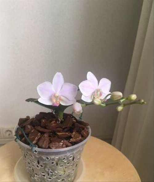 Орхидея фаленопсис Хатуюки