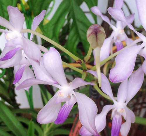 Ароматная редкая Vandofinetia Pat Arcari