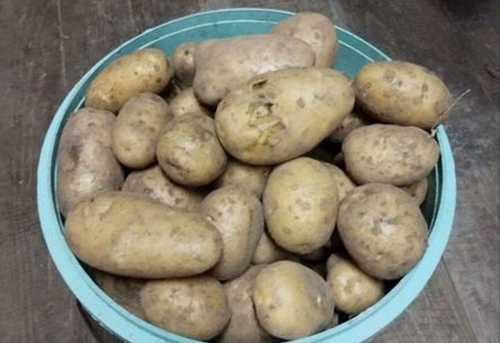 Свежий картофель на еду