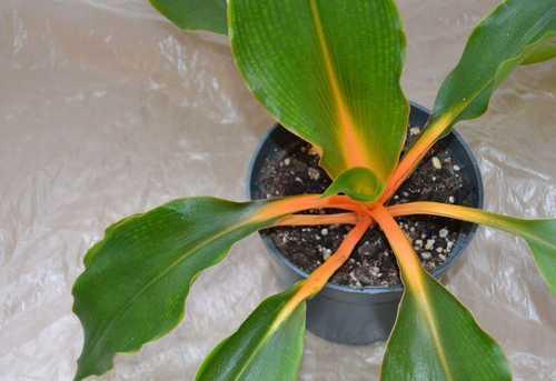 Хлорофитум orange green