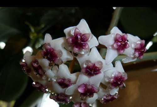 Хойя(горшечные цветы)