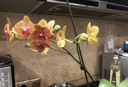Орхидея фаленопсис домашняя, выпустила цветонос