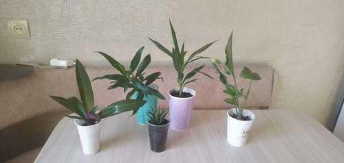 Растения драцена рео хавортия дримиопсис