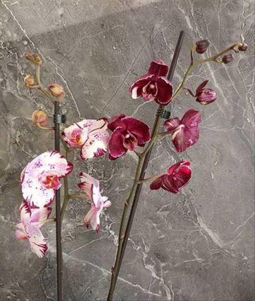 Орхидея фаленопсис Magic art /Каменная роза