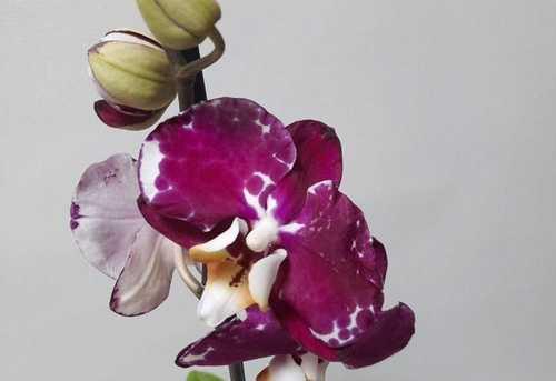 Орхидея Indus