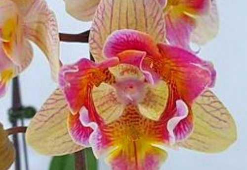 Орхидея Phal. FM330