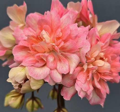 Пеларгония лиа-Примавера