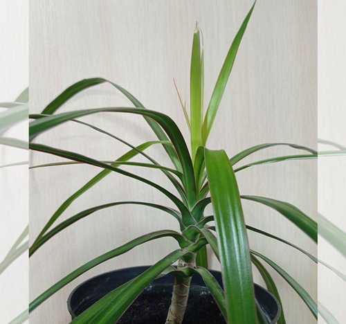 Драцена (Dracaena Marginata bicolor). Черенок