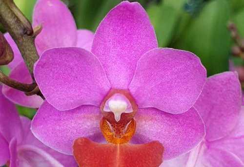Цветущая Орхидея Lui's Triprince 'Pink'