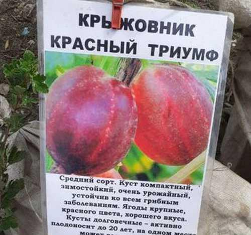 Саженцы крыжовника