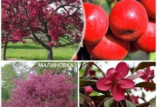 Декоративная яблоня Малиновка