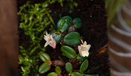 Мини/микро орхидея Dendrobium Procumbens sp