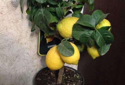 Лимон с плодами на шикарный подарок в Новый год и