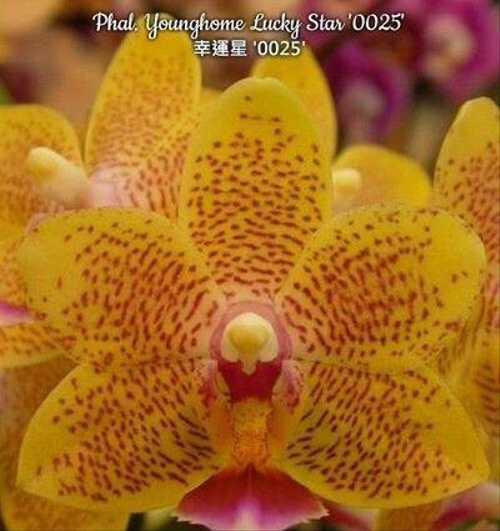 Орхидея Phal. Younghome Lucky Star '0025'