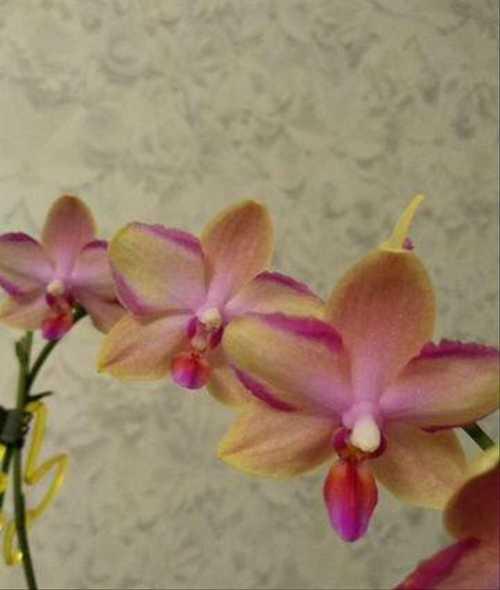 Орхидея фаленопсис Taisuco Jasper