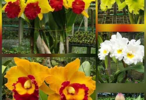 Орхидея каттлея сортовые
