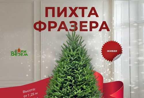Пихта Фразера живая с доставкой по СПб