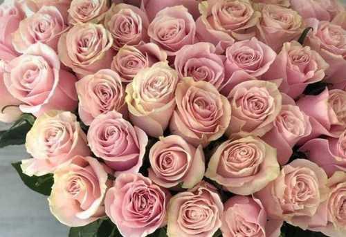 Роза эквадор цветы доставка цветов 101 51 25 шт