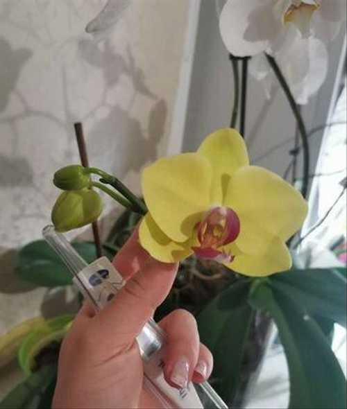 Орхидея фаленопсис жёлтая с красной губой