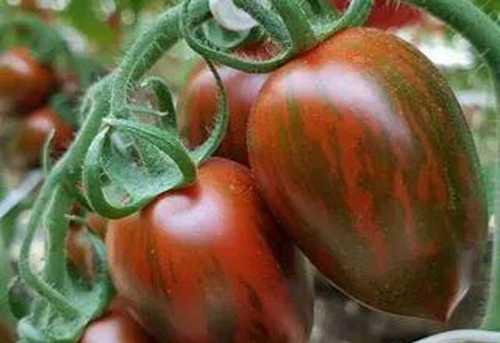 Семена томат Камуфляж