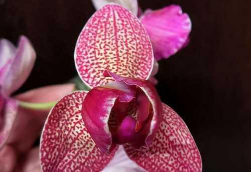 Орхидея фаленопсис кимоно пелор