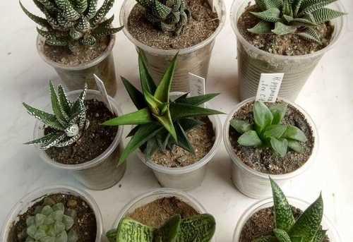 Хавортии (Haworthia)