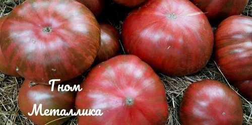 Семена проекта гном томатный