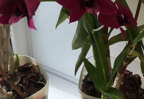 Орхидея Дендробиум Фаленопсис Блек