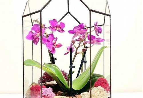 Флорариум с орхидеей фаленопсис мини